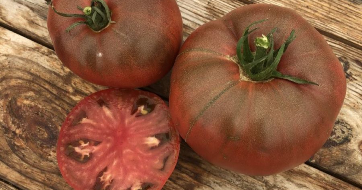 Tomate Charnue - «Pflanz das Rare!»