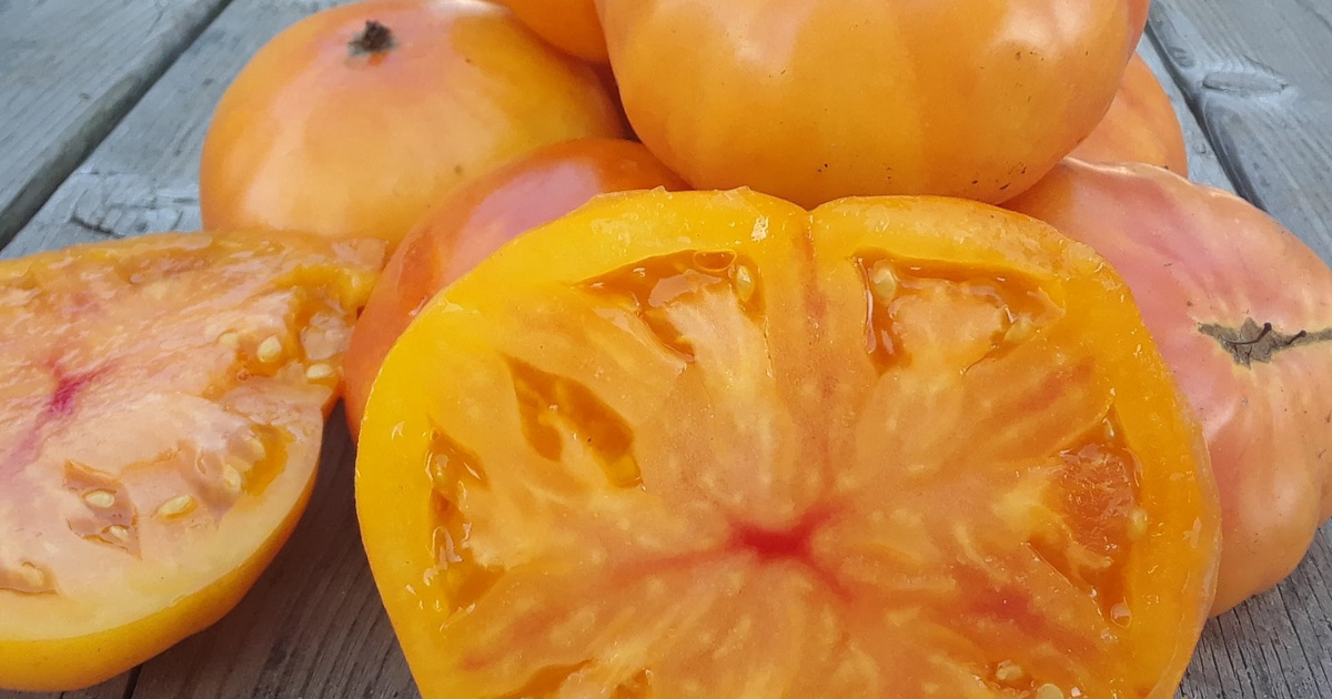 Tomate ananas - «Pflanz das Rare!»