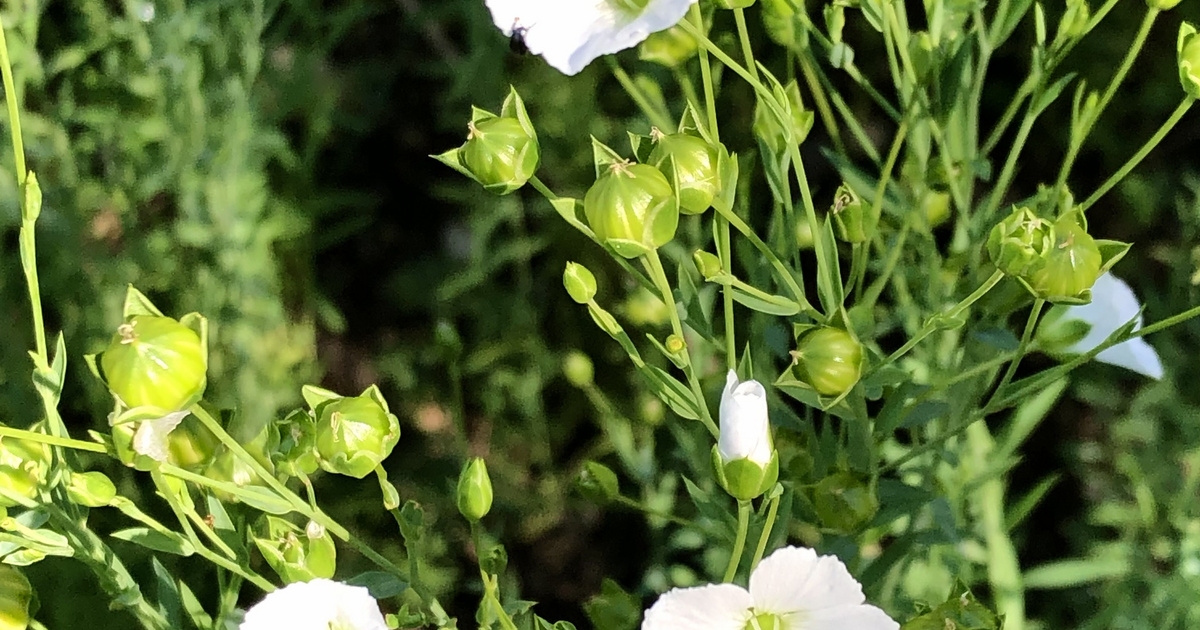 Lein - der Alleskönner - «Pflanz das Rare!»
