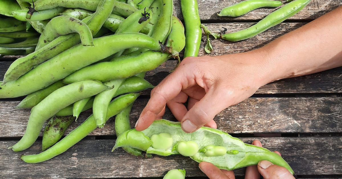 Die Dicke Bohne: Schöne Kindheitserinnerungen - «Pflanz das Rare!»