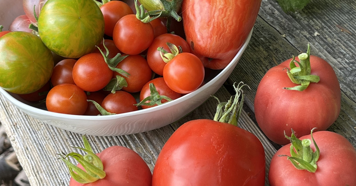 Die Prinzessin unter den Tomaten - «Pflanz das Rare!»