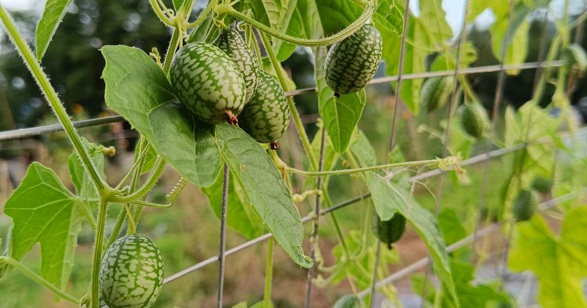 Petit mais costaud ;) - «Pflanz das Rare!»