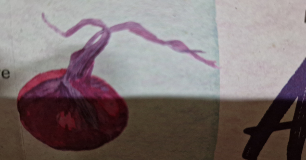 Oignon rouge de Genève - «Pflanz das Rare!»